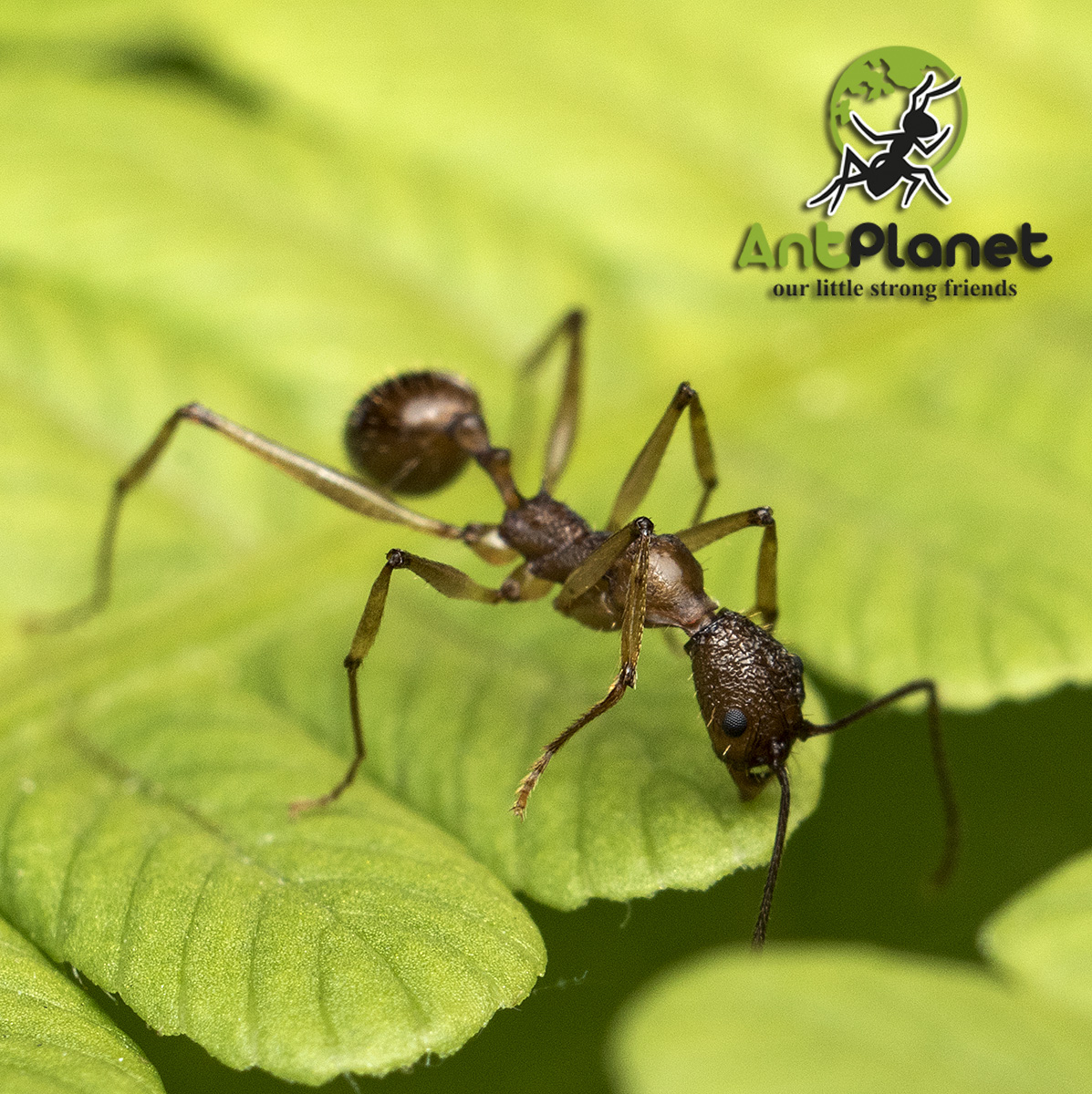 Купить муравьёв Aphaenogaster cf. geei AntPlanet.