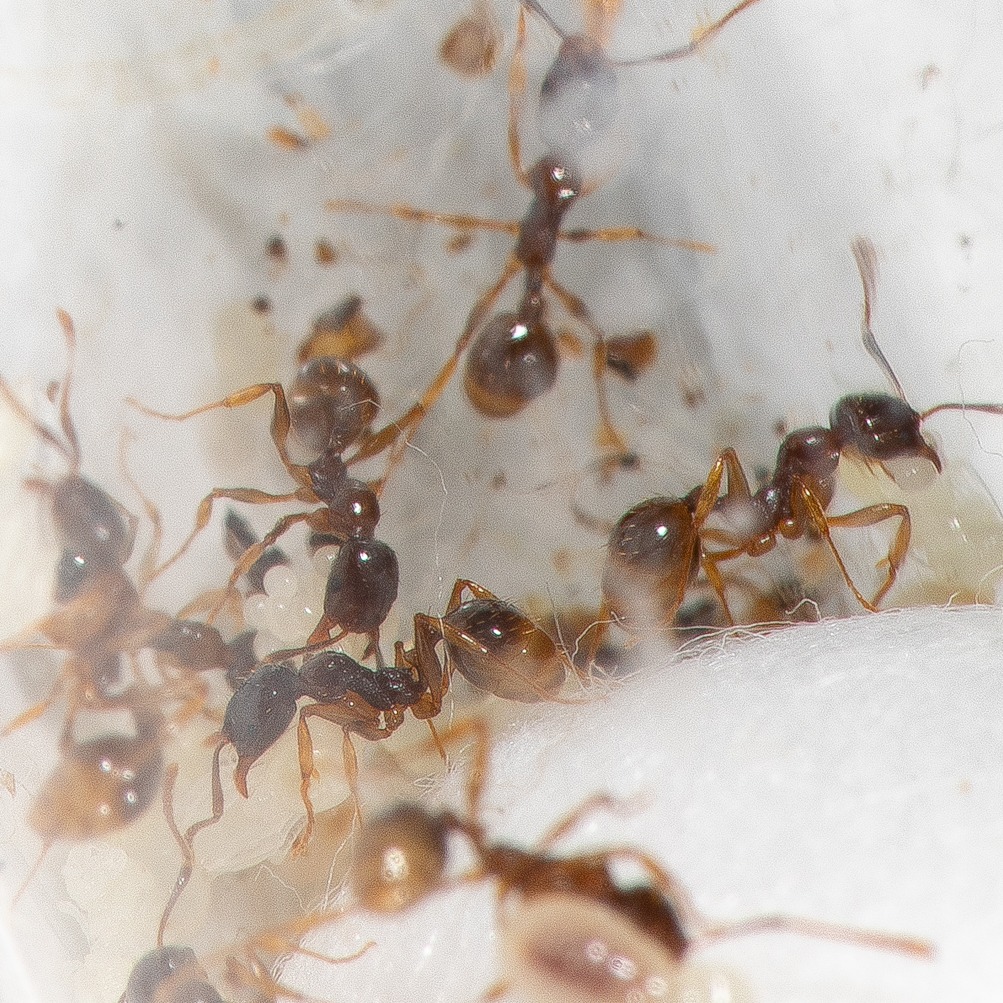 AntPlanet. Каталог муравьёв | Aphaenogaster cf. subterranea.