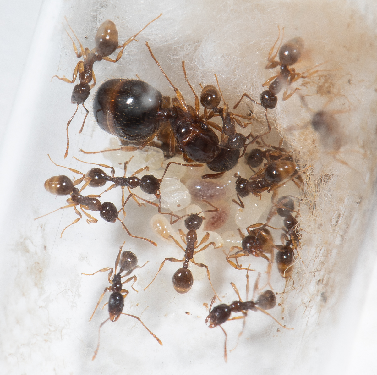 AntPlanet. Каталог муравьёв | Aphaenogaster cf. subterranea.