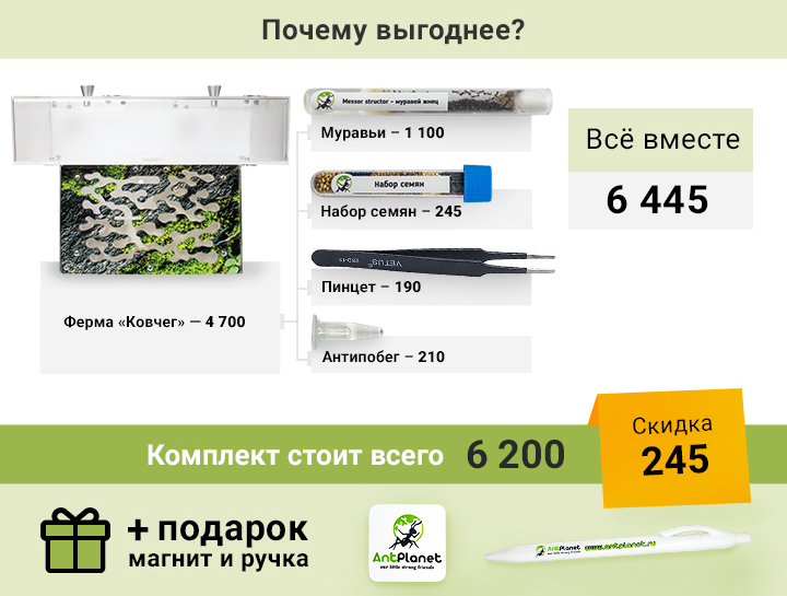 Муравьиная ферма Ковчег "Горный мох" в комплекте с муравьиной колонией ...