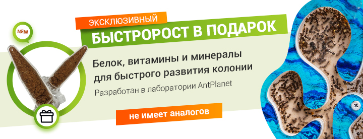 Муравьиная ферма Ковчег "Горный мох" в комплекте с муравьиной колонией ...